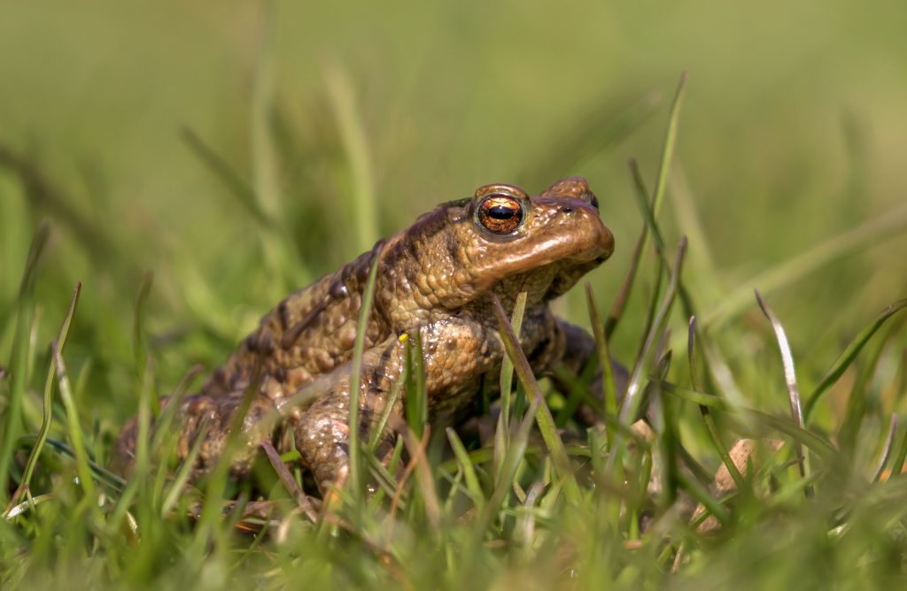 Common Toad Tadpoles
