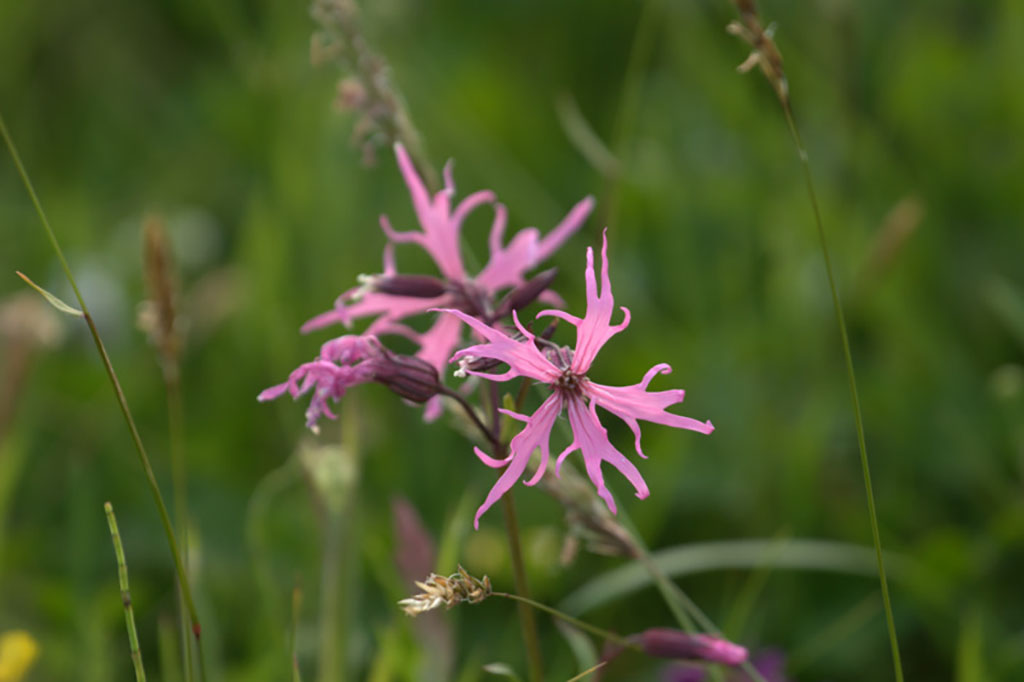 Blue Ragged Robins