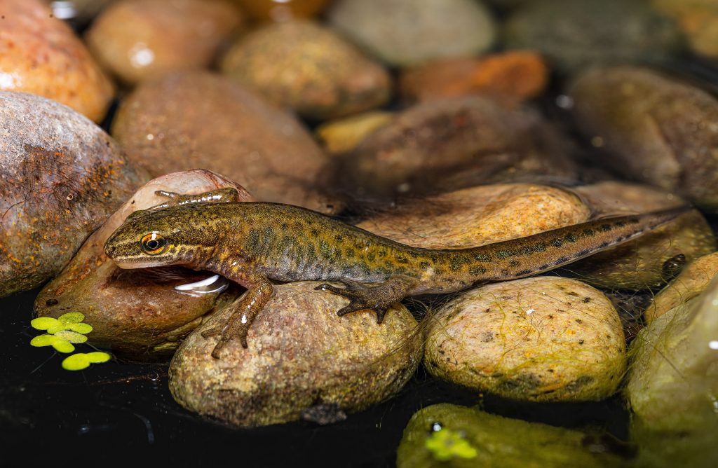 Water Newts